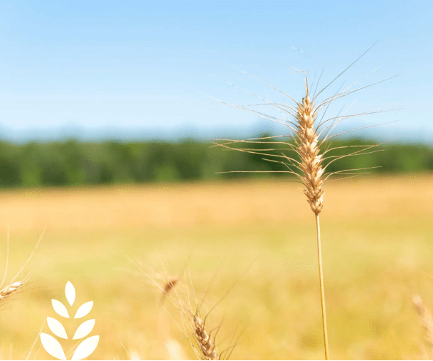 Arab Food Security : Vulnerabilities and Pathways - ForMENA